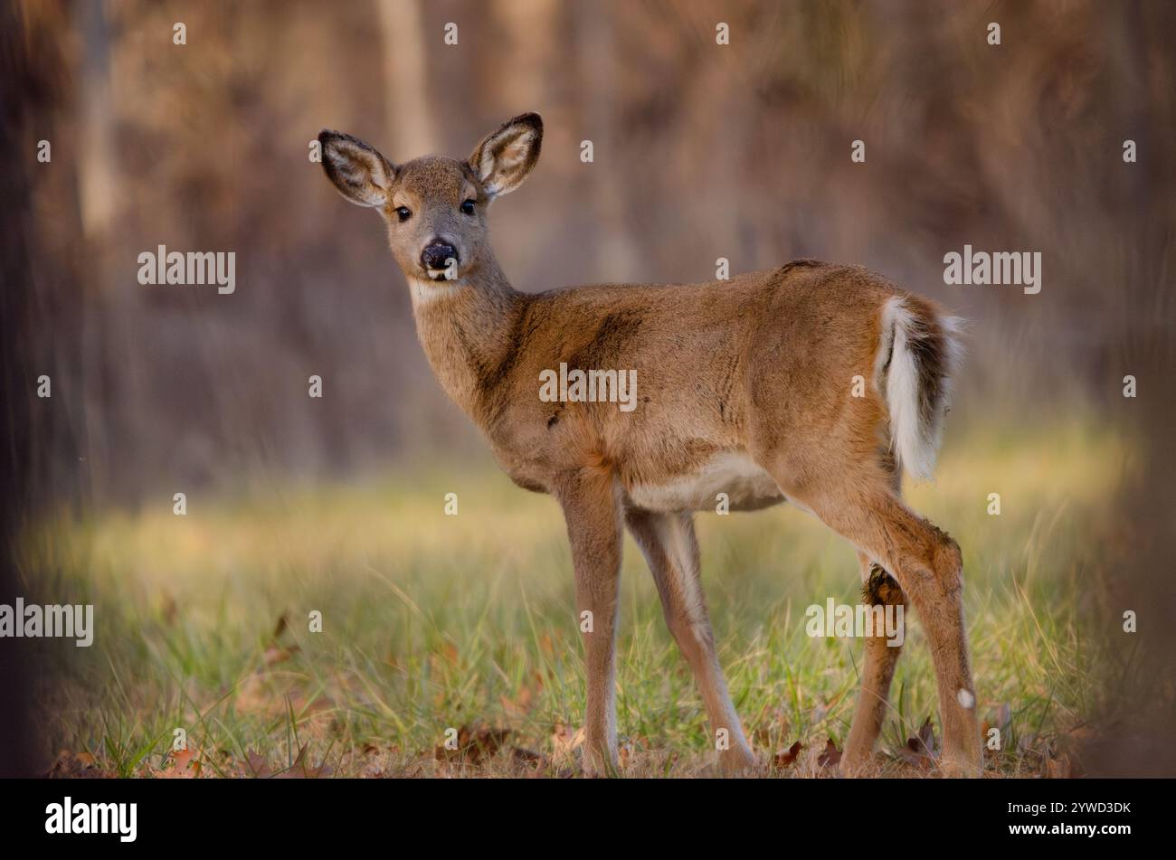 White Tail Deer Doe Stock Photo - Alamy