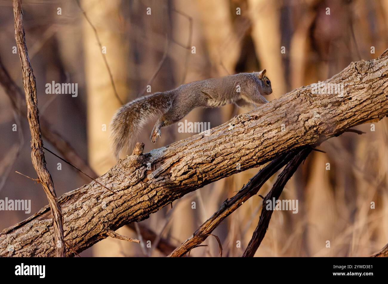 Squirrels close up hi-res stock photography and images - Alamy