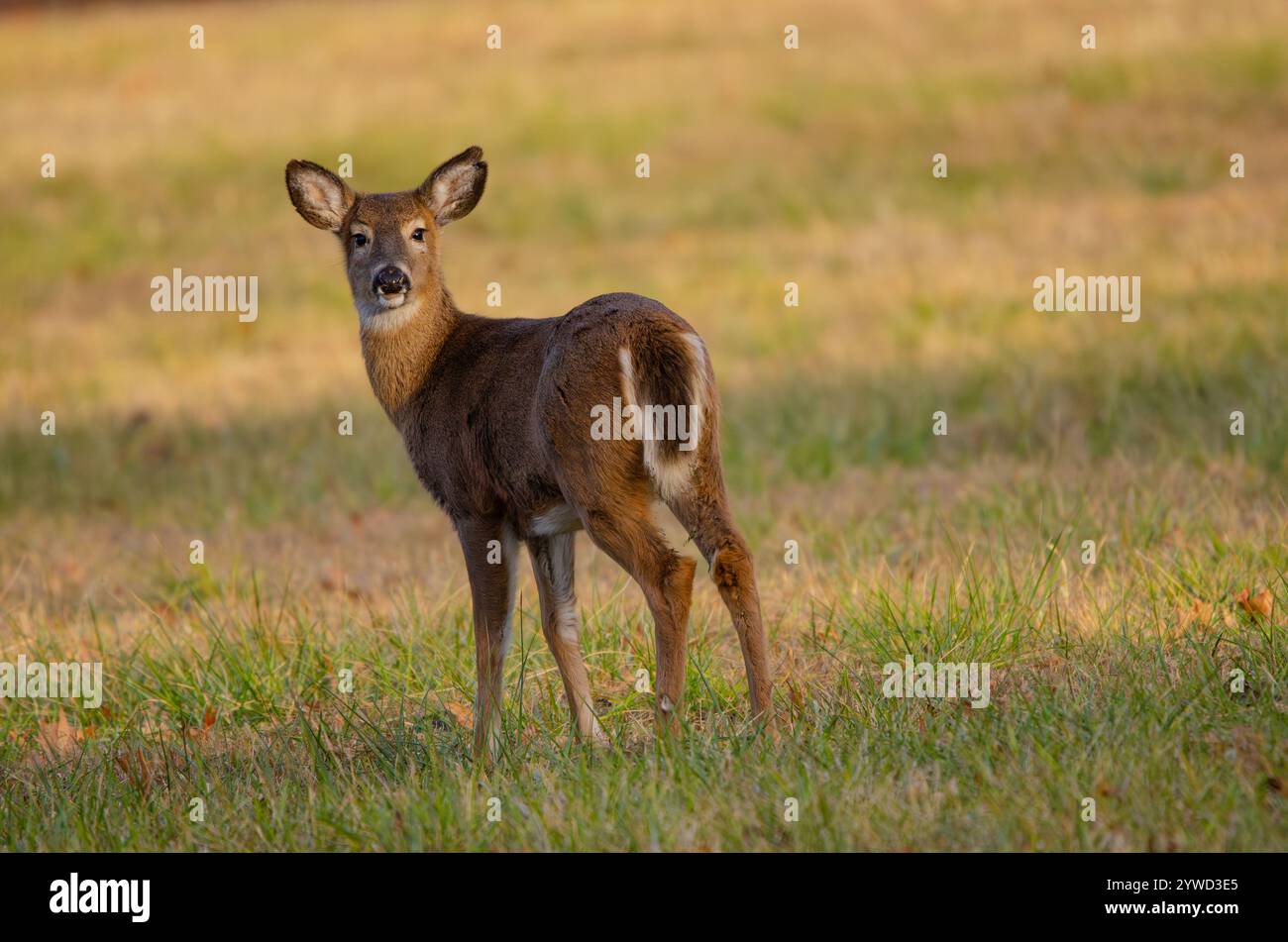 White Tail Deer Doe Stock Photo - Alamy