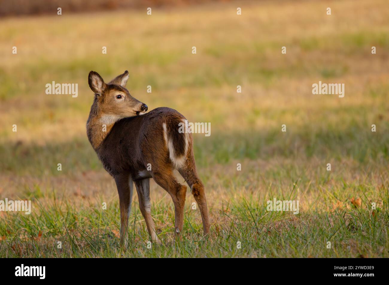 White Tail Deer Doe Stock Photo - Alamy