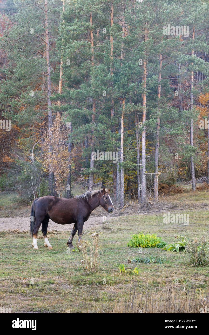 beautiful horse in a clearing near an autumn forest Stock Photo - Alamy