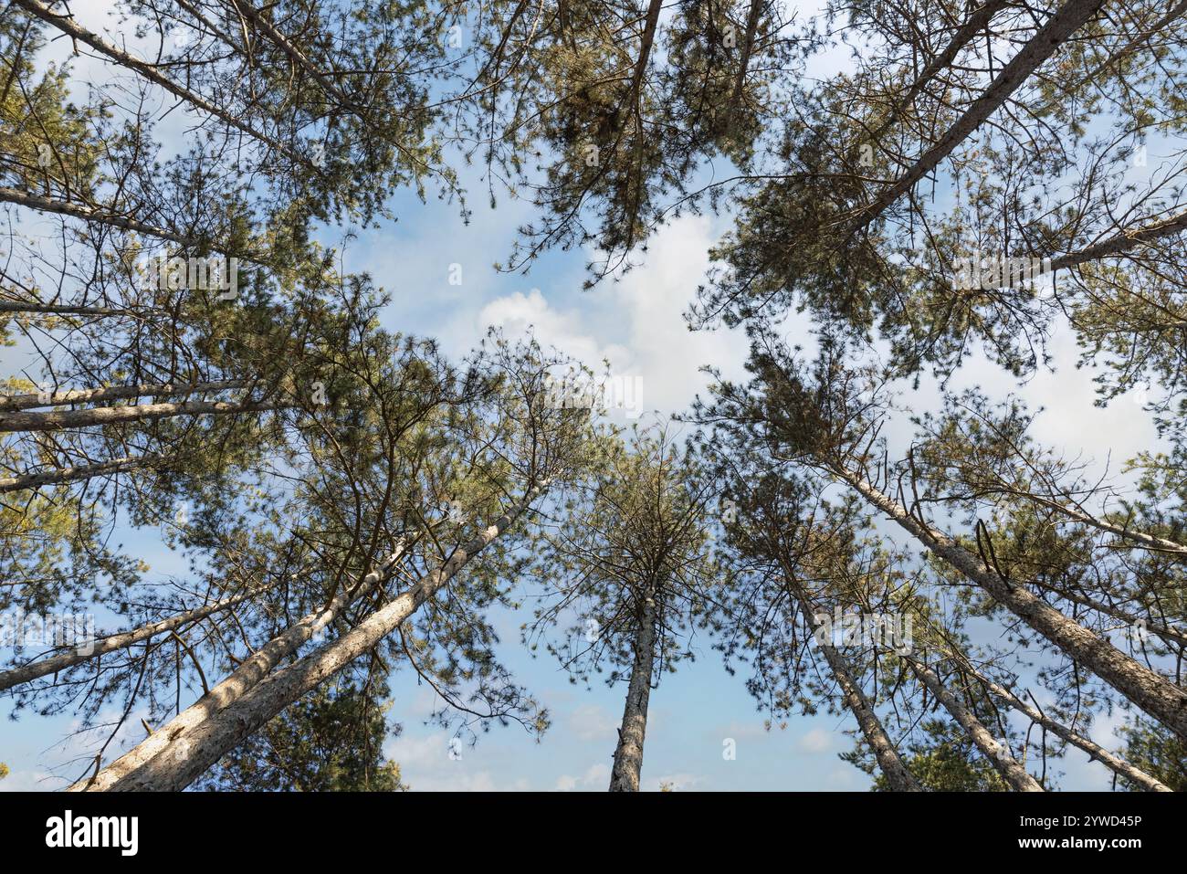Tree sky trunk forest clouds hi-res stock photography and images - Alamy