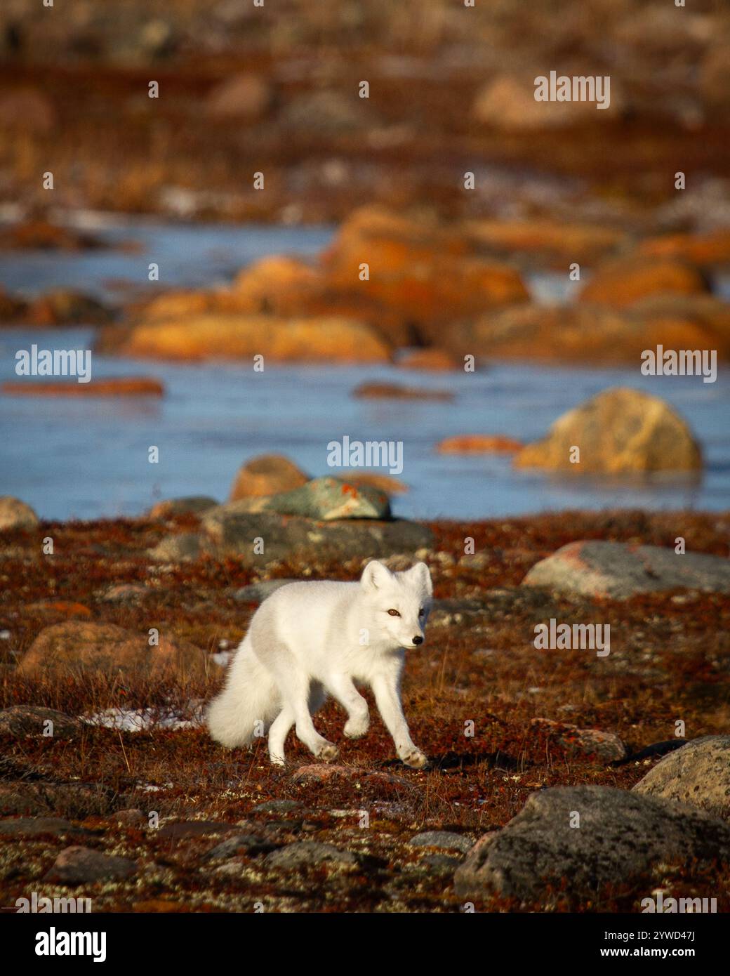 Arctic fox walking and staring on a colourful red tundra during moult ...