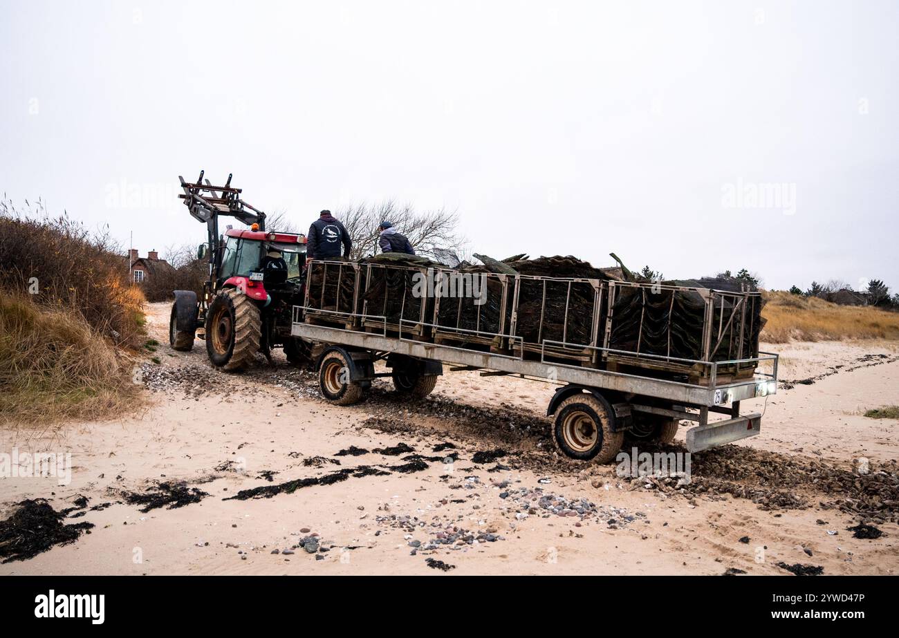 10 December 2024, Schleswig-Holstein, List / Sylt: Poches (sacks) of ...