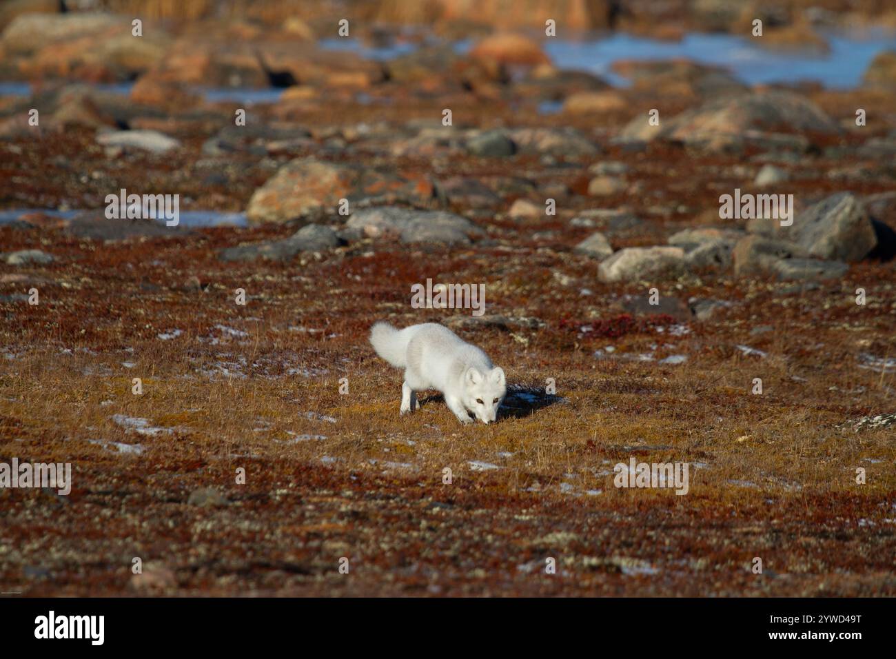 Arctic fox walking and sniffing on a colourful red tundra during moult ...