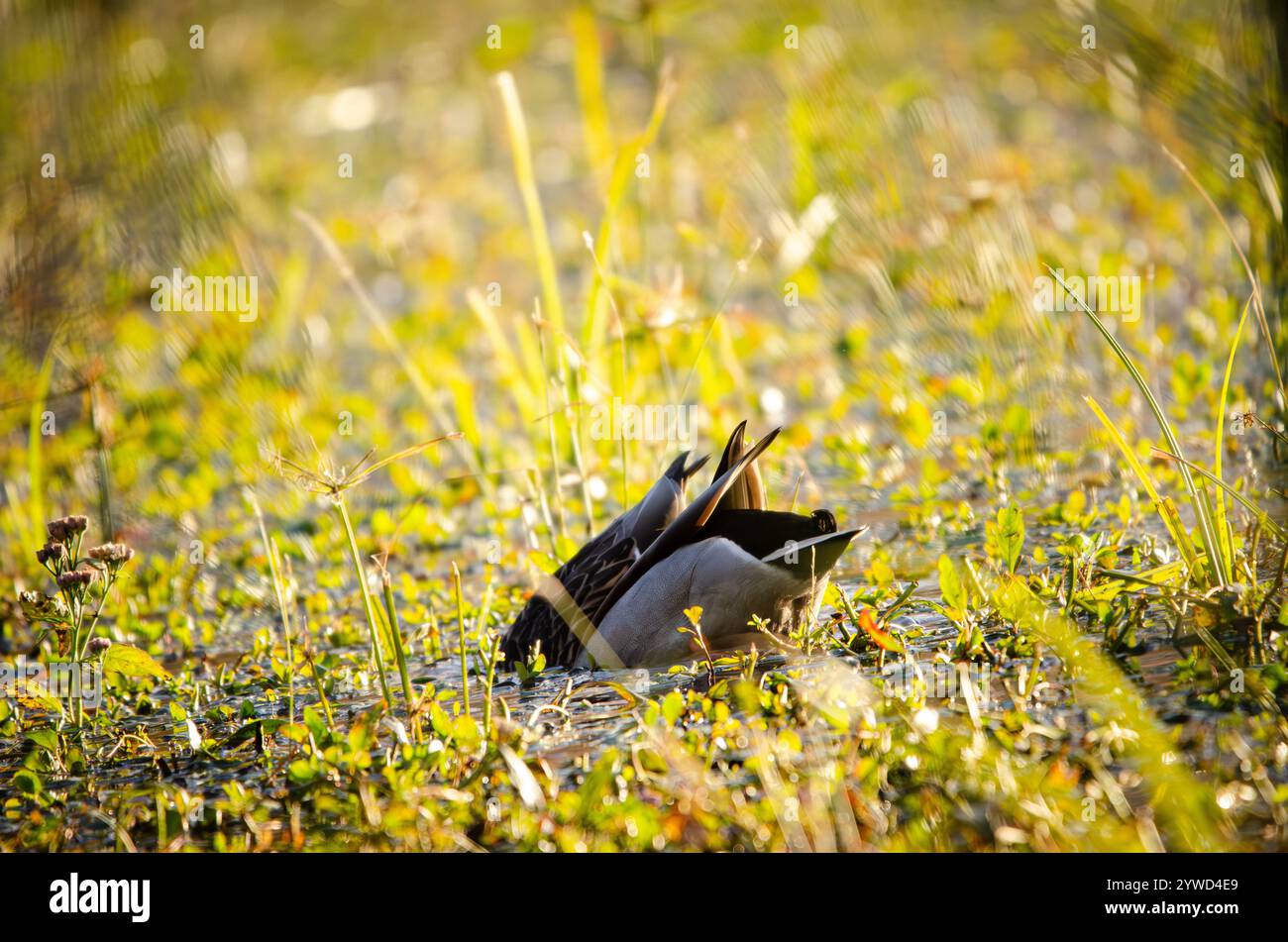 All canada photos wildlife hi-res stock photography and images - Alamy