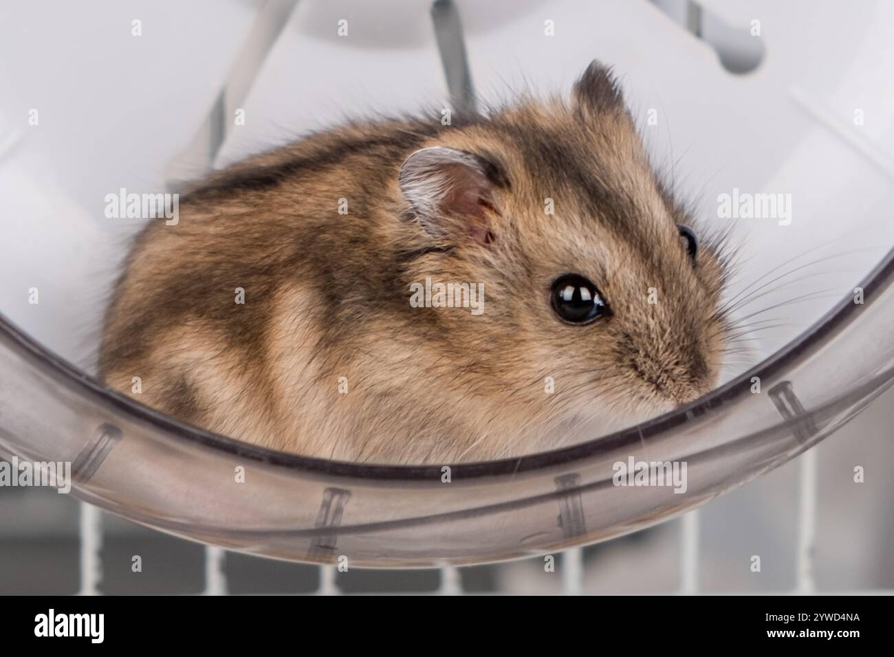 Cute brown hamster sitting in a wheel Stock Photo - Alamy