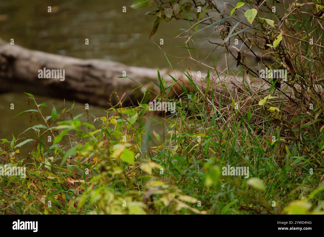 River Side View Stock Photo - Alamy