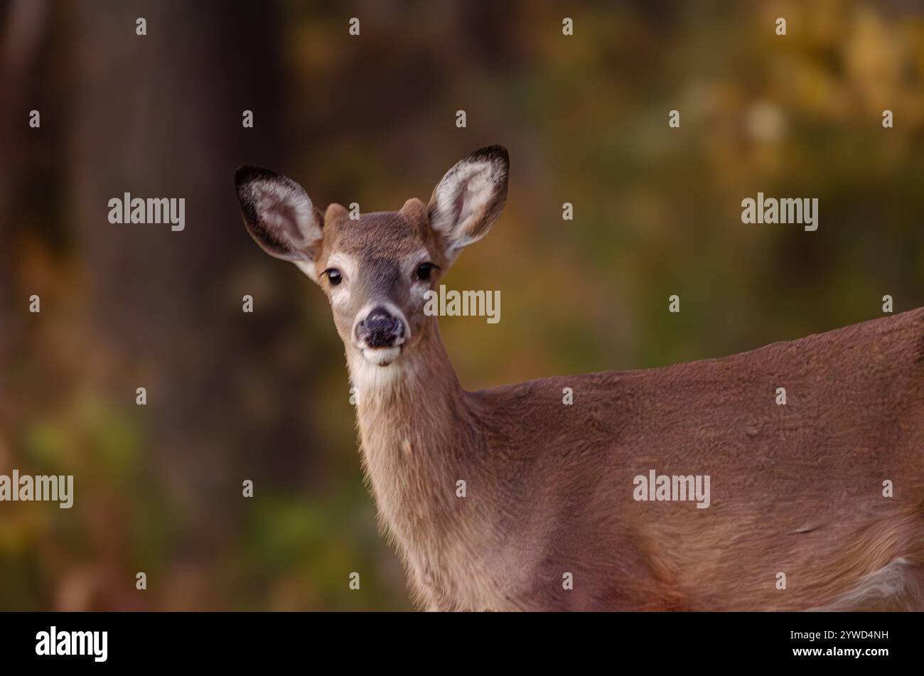 Young white tailed deer buck Stock Photo - Alamy