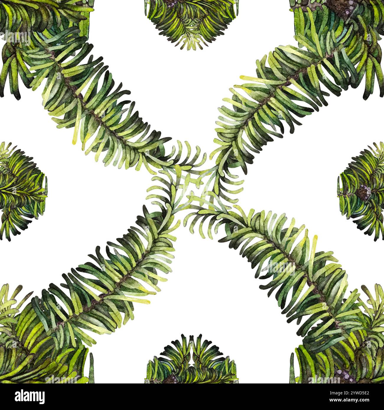 Christmas green fir branches in a seamless pattern on a white background. Watercolor ...