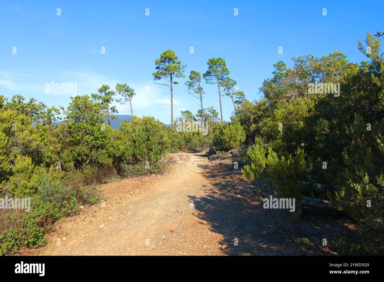 Path at top of mountain. Nature and pine trees. Landscape of ...