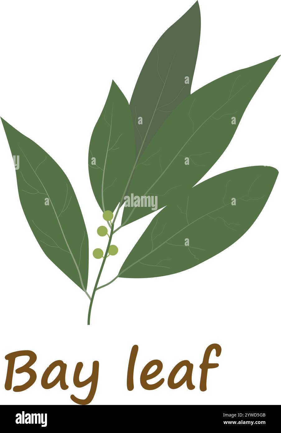 Bay leaf in flat style. Bay leaves isolated on white background. Vector ...