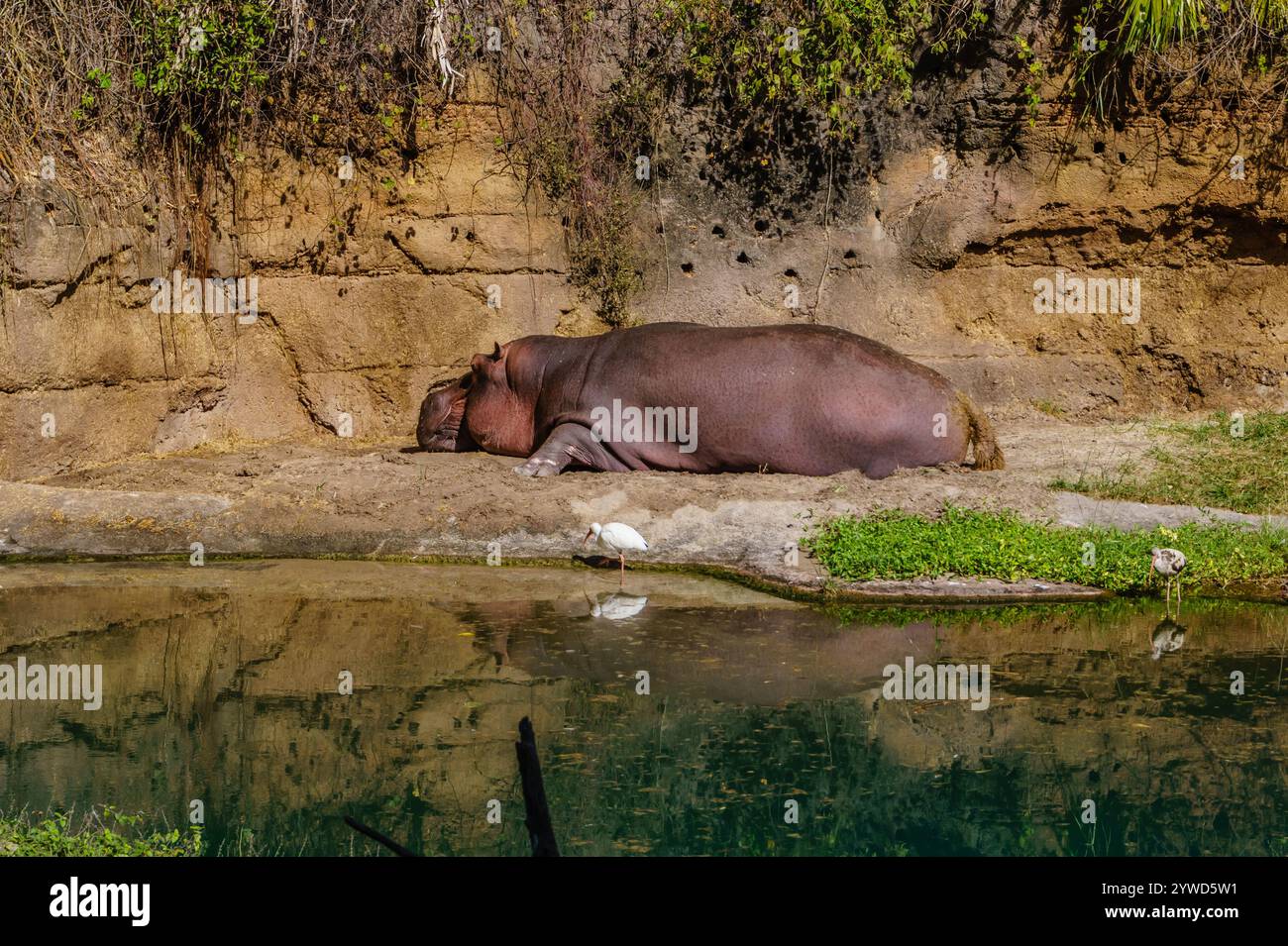 A hippo is laying down in the water. The water is calm and clear. The ...