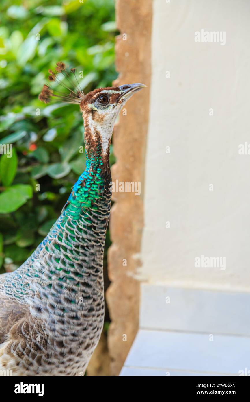 A peacock is standing in front of a wall. The peacock is green and blue ...