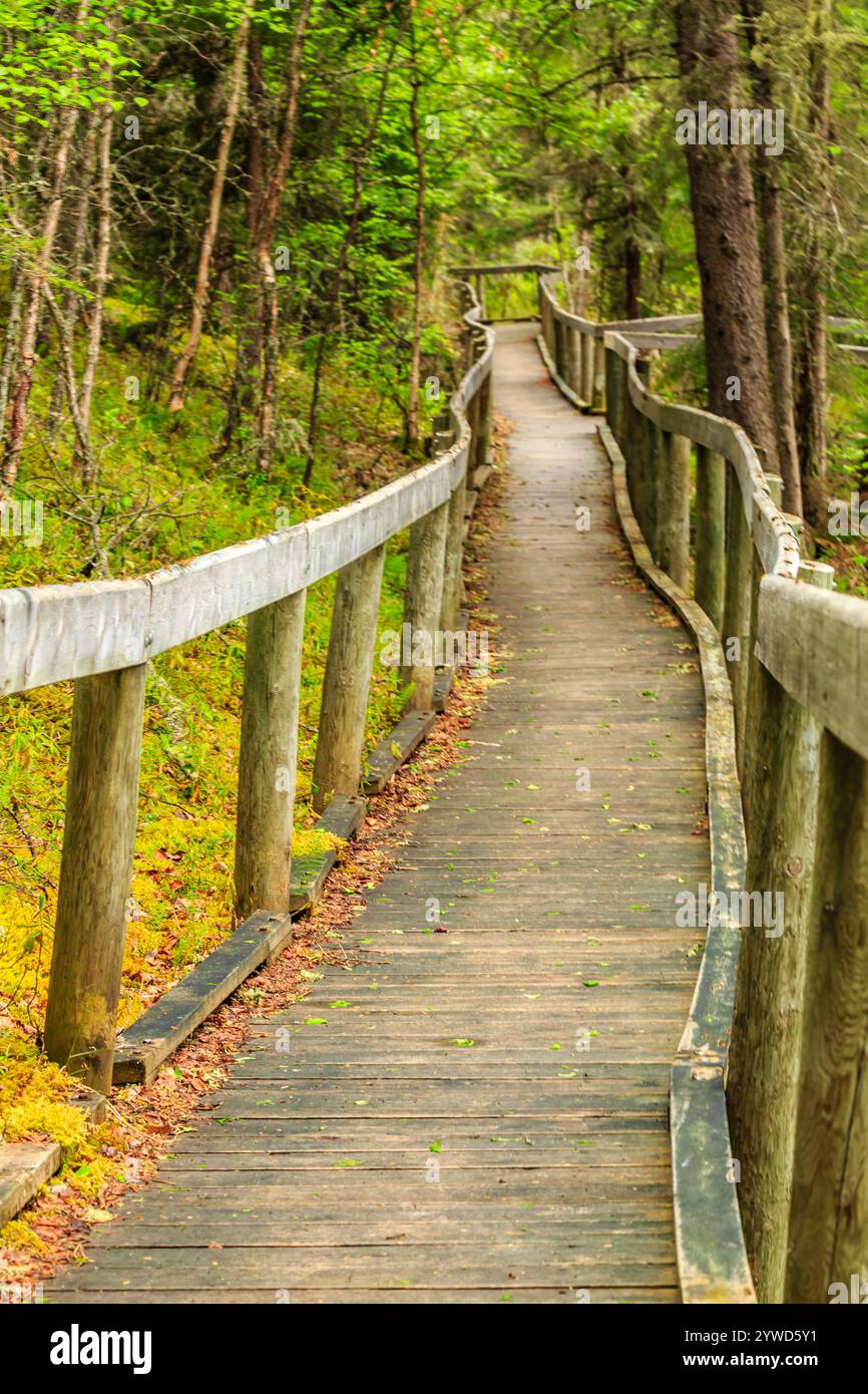 A wooden walkway in a forest with a view of the trees. The walkway is ...
