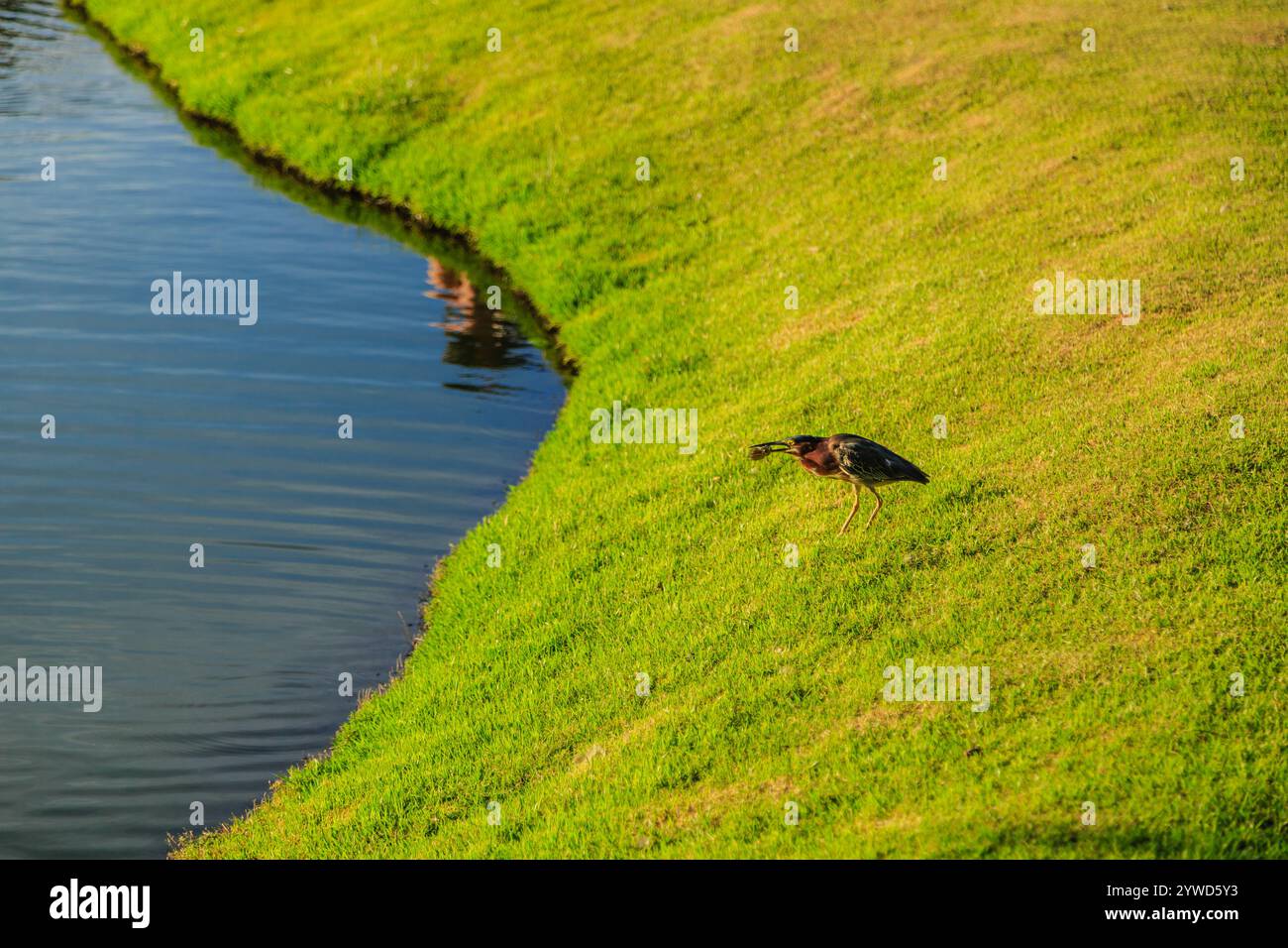 A bird is walking on a grassy hill next to a body of water. The scene ...