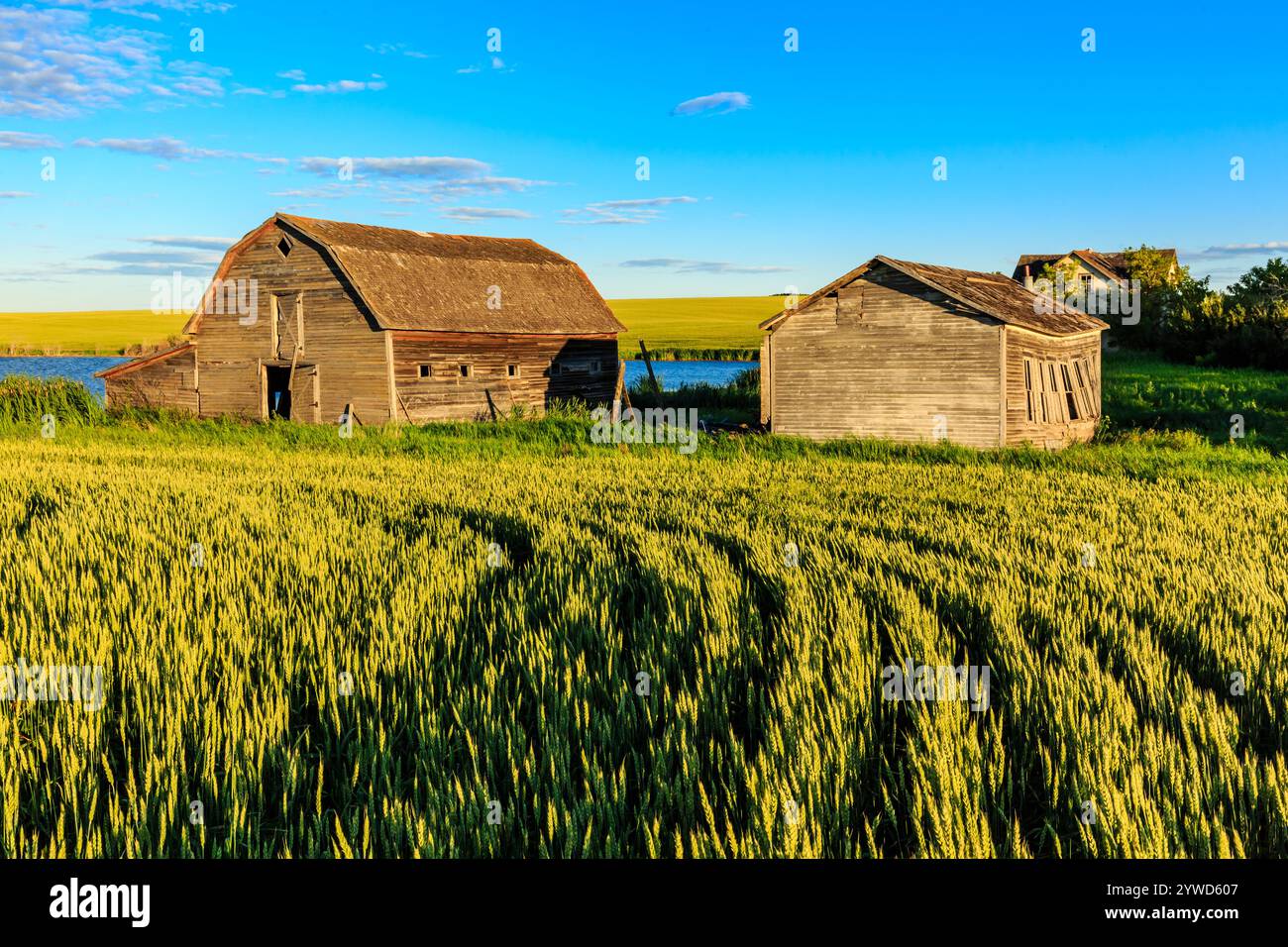 A farm with two old barns and a field of grass. The barns are located ...