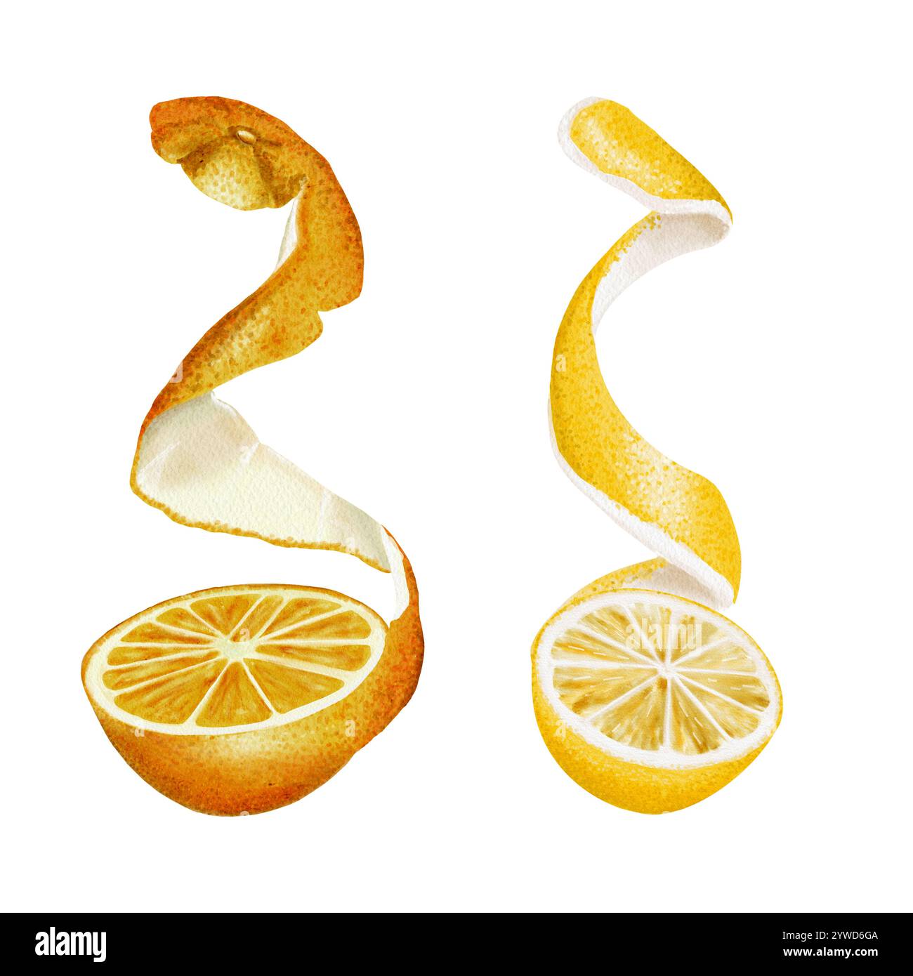 Lemon and orange halves, peeled. Citrus fruits are yellow and orange ...