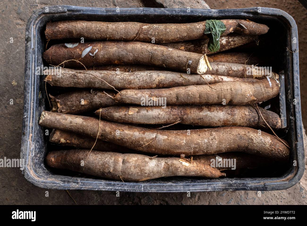 Cassava root and plant hi-res stock photography and images - Alamy