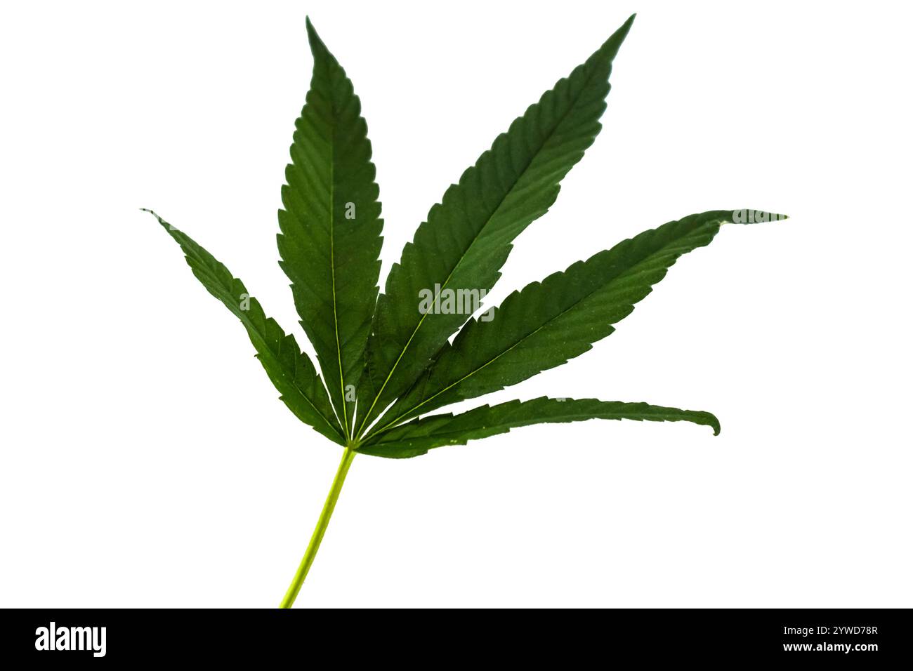 Leaf cannabis plant in Cut Out Stock Images & Pictures - Alamy