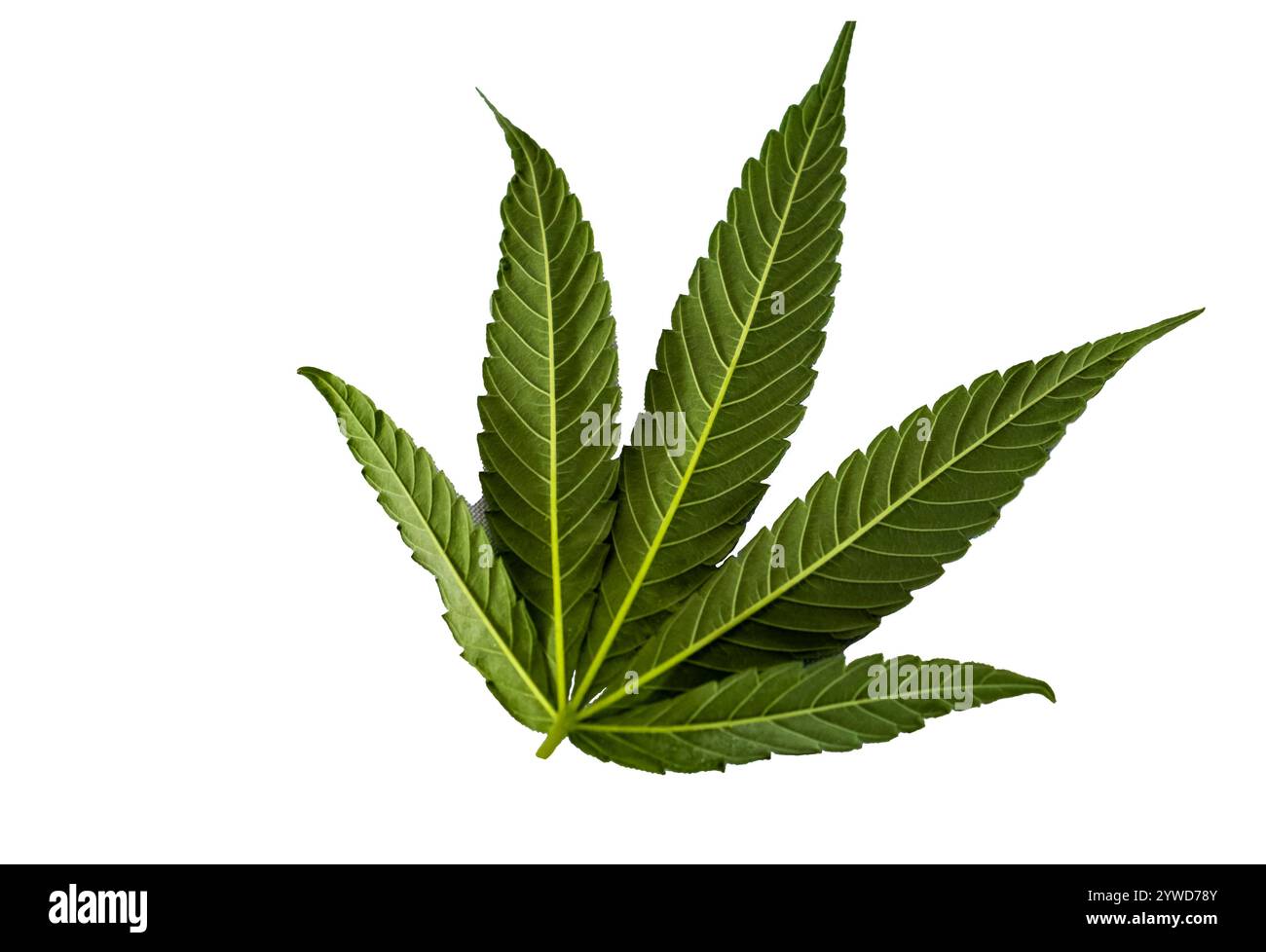 Leaf cannabis plant in Cut Out Stock Images & Pictures - Alamy