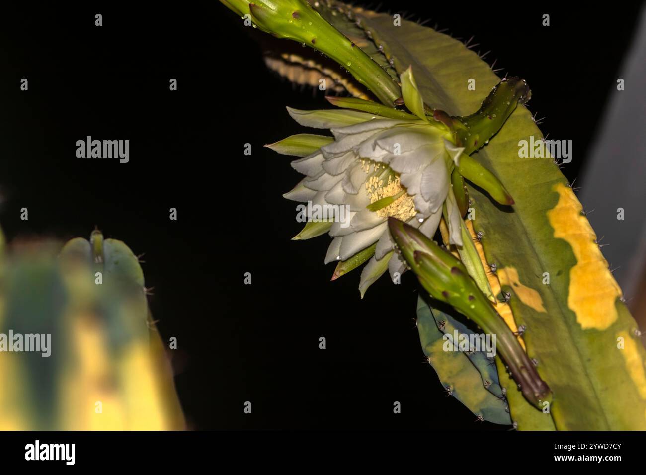 Caatinga brazil hi-res stock photography and images - Alamy