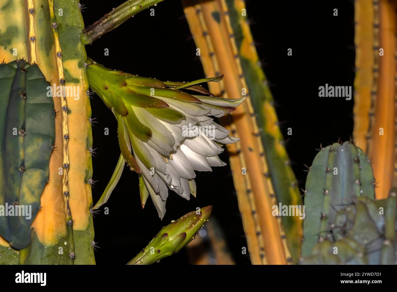 A white and yellow flower of mandacaru cactus, Cereus jamacaru, blowing ...