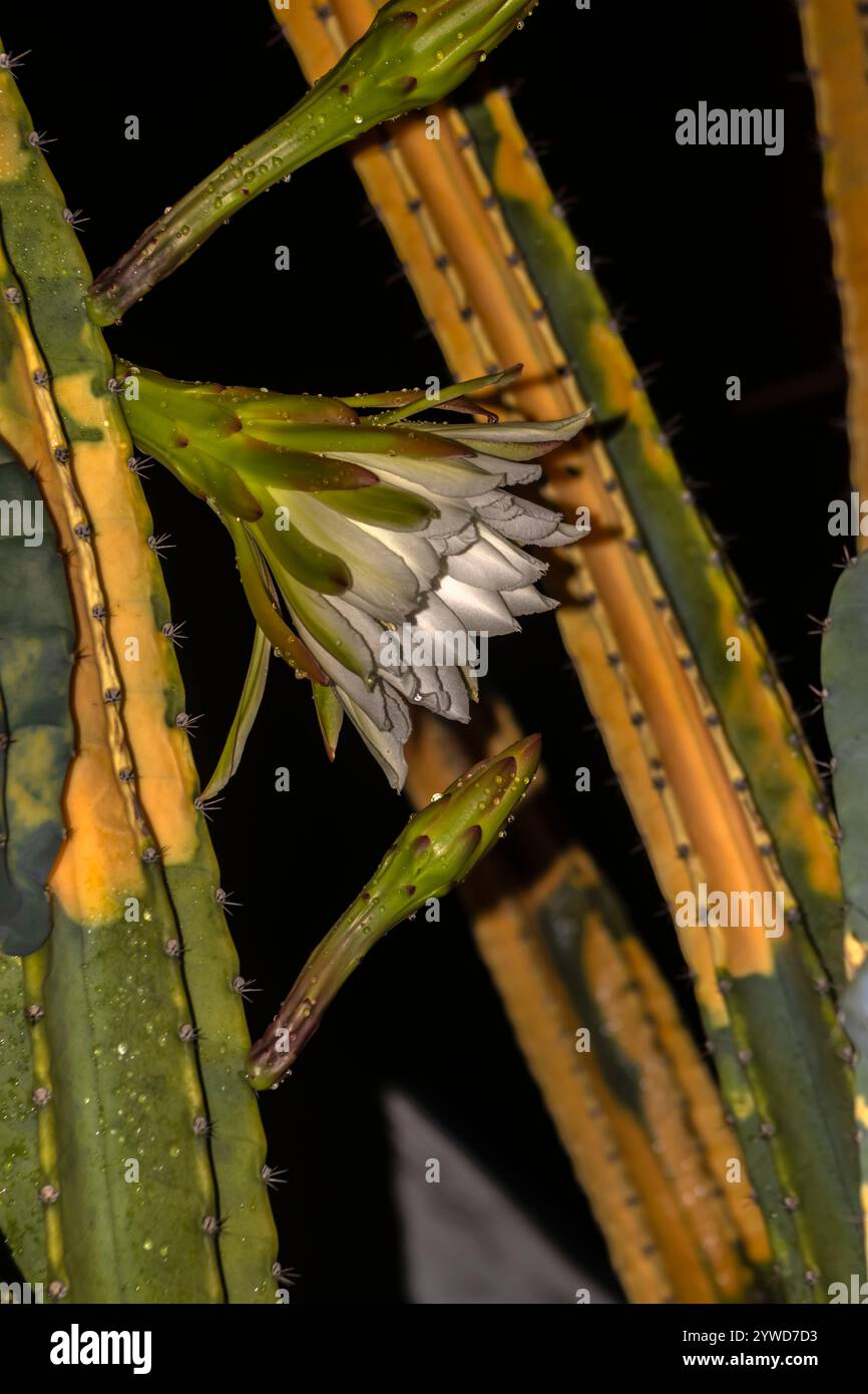 A white and yellow flower of mandacaru cactus, Cereus jamacaru, blowing ...