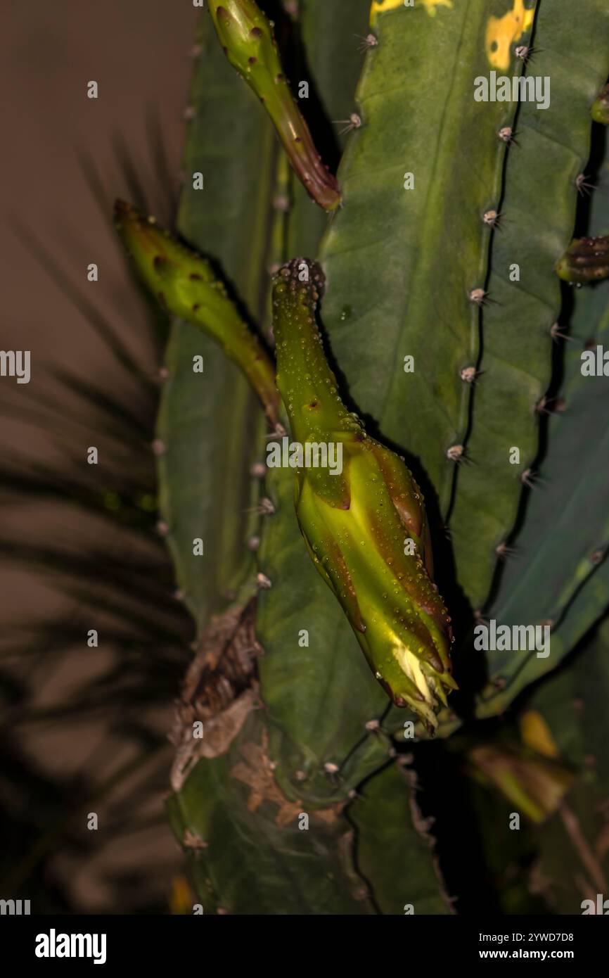 Caatinga brazil hi-res stock photography and images - Alamy