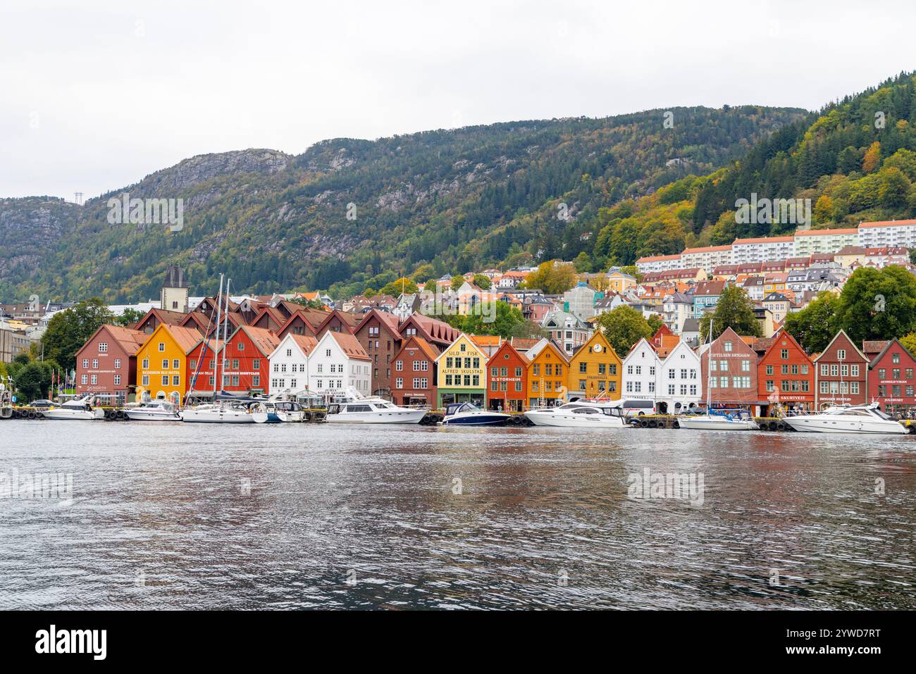 Historic Bryggen district of Bergen, a popular tourist attraction and UNESCO world heritage site ...