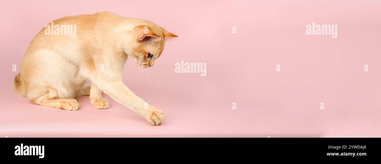 Adorable cream Burmese kitten standing on studio background. Side view ...