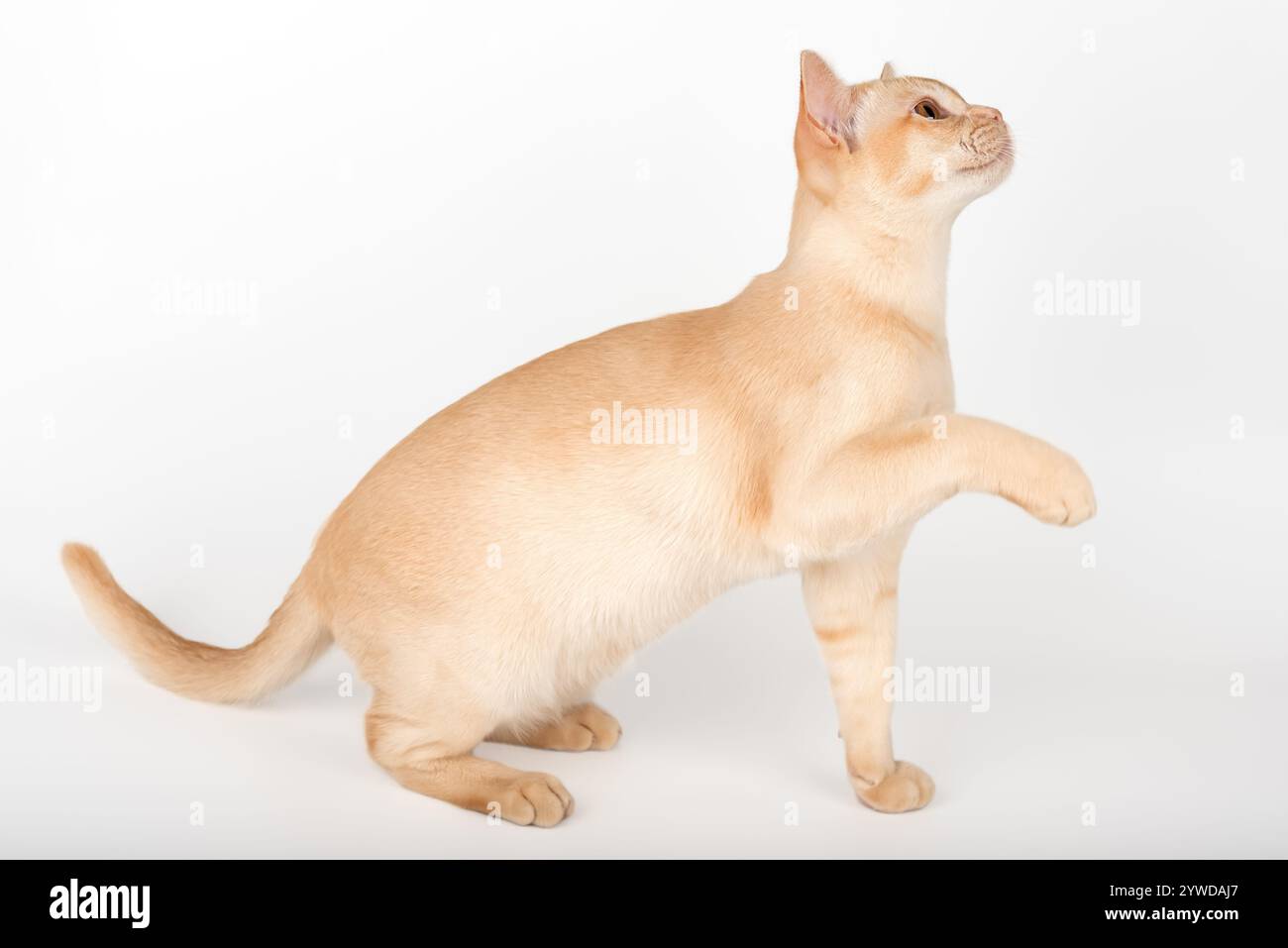 Adorable cream kitten of Burmese breed on studio background. Isolated ...