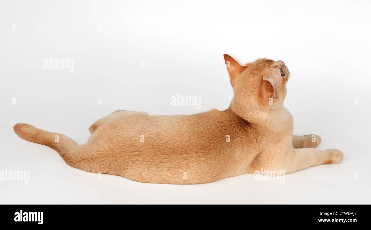 Adorable cream kitten of Burmese breed on studio background. Isolated ...