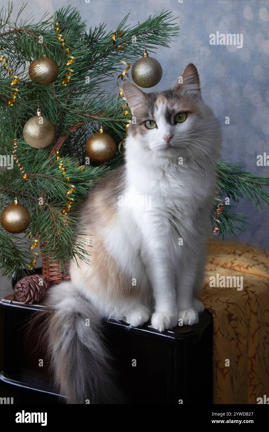 Green christmas tree near hi-res stock photography and images - Alamy