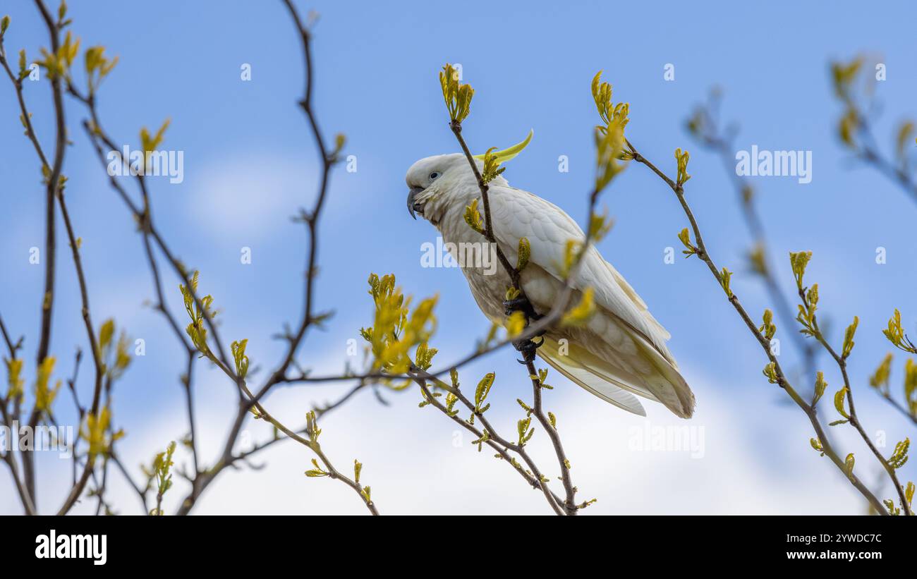 Cockatoo in a Tree Stock Photo - Alamy