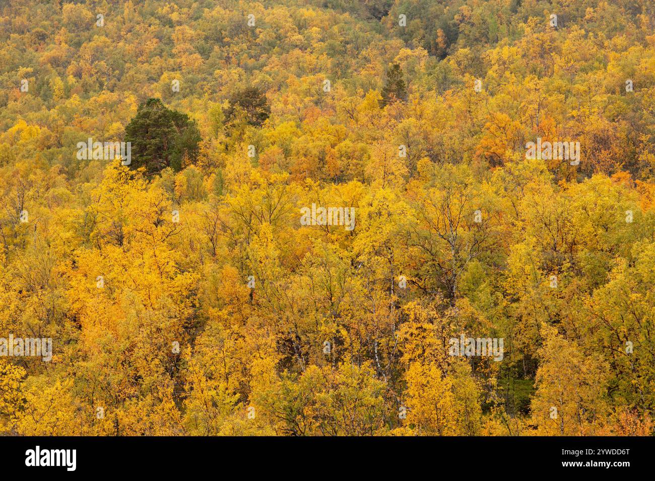 Colorful autumn taiga wood, forest in the mountain. Betula pubescens ...