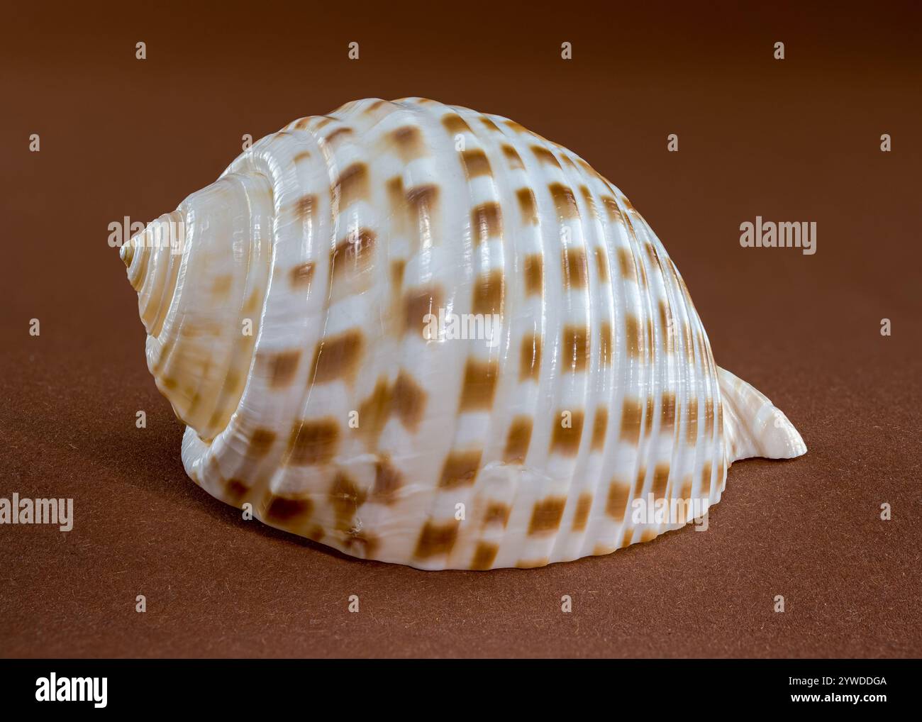 Detailed close-up of a Tonna dolium sea shell showcasing its smooth ...