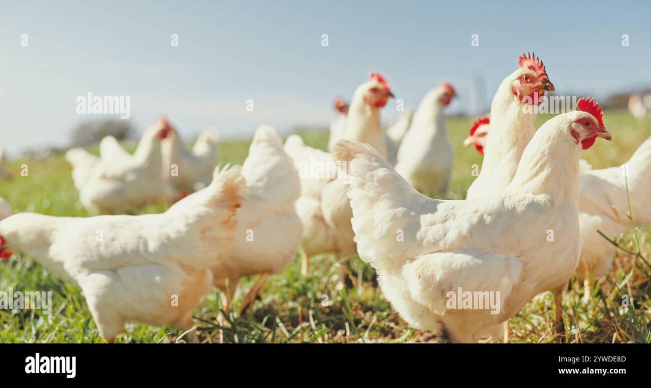 Nature, chicken farm and field with countryside, free range agriculture ...