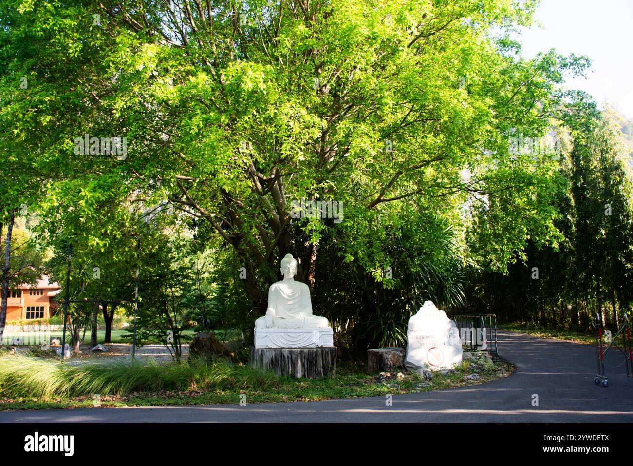 White buddha statue under bodhi tree for thai people travelers travel ...