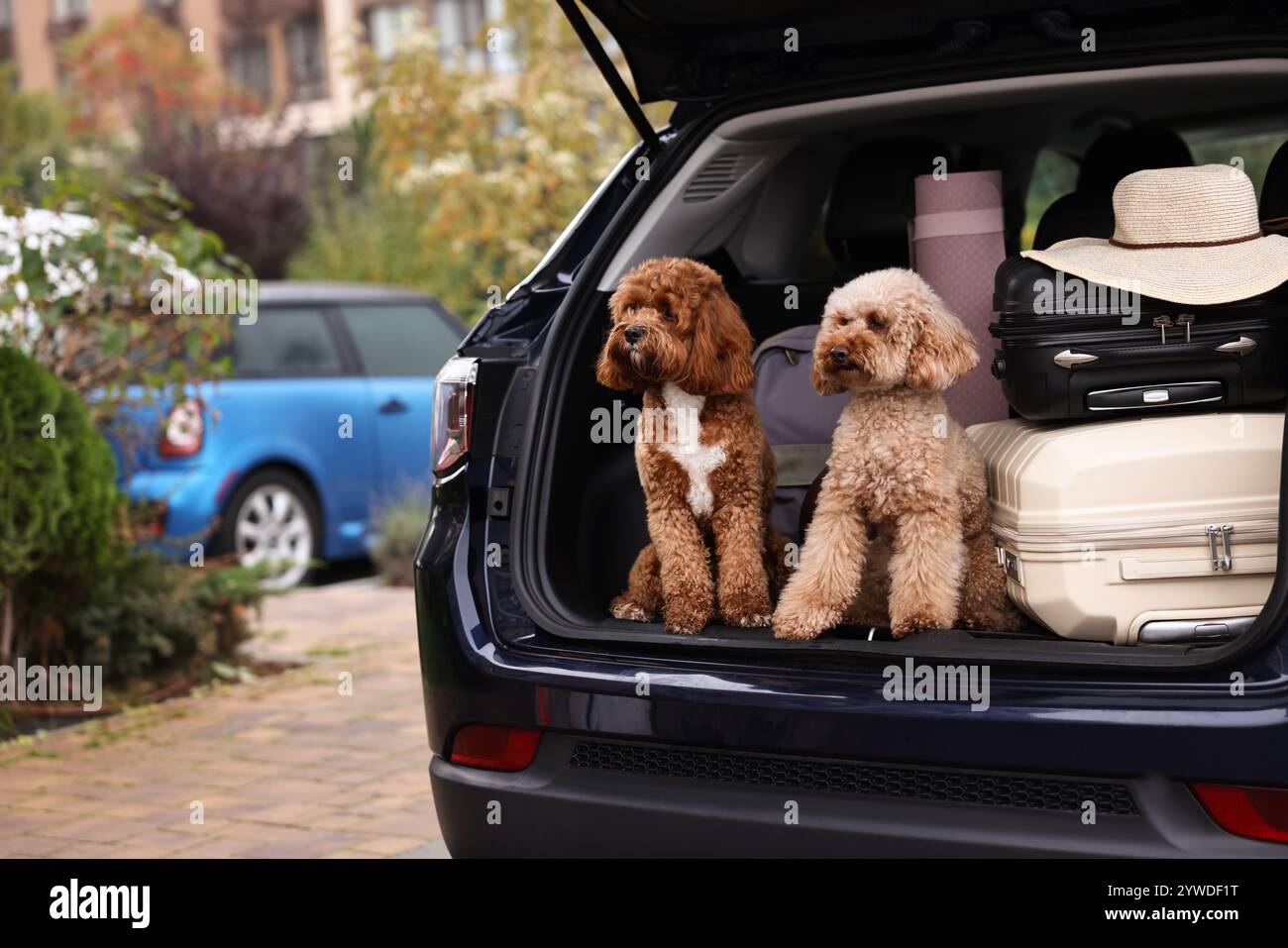 Cute fluffy dogs sitting near suitcases in car trunk Stock Photo - Alamy