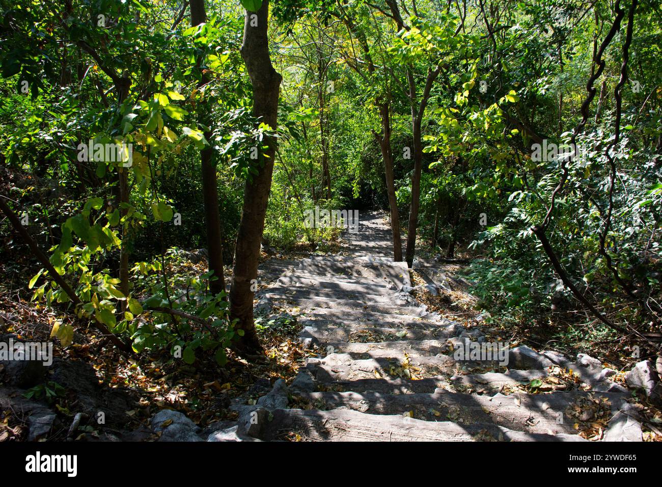 Step stairs in forest on mountain hill route walkway to top mount of ...