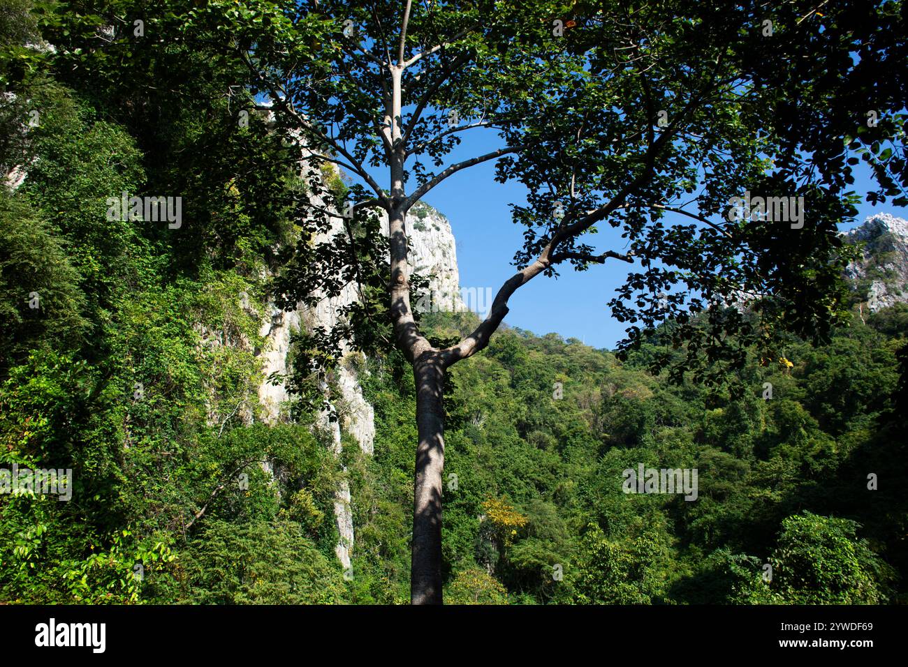 View landscape plant tree in forest and limestone cliffs mountain hill ...