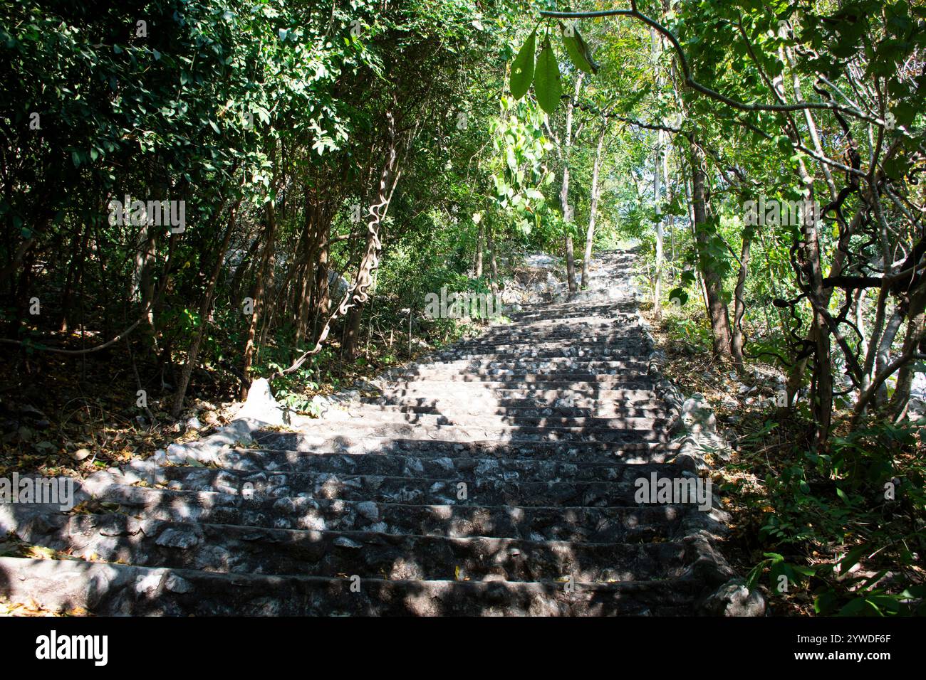 Step stairs in forest on mountain hill route walkway to top mount of ...
