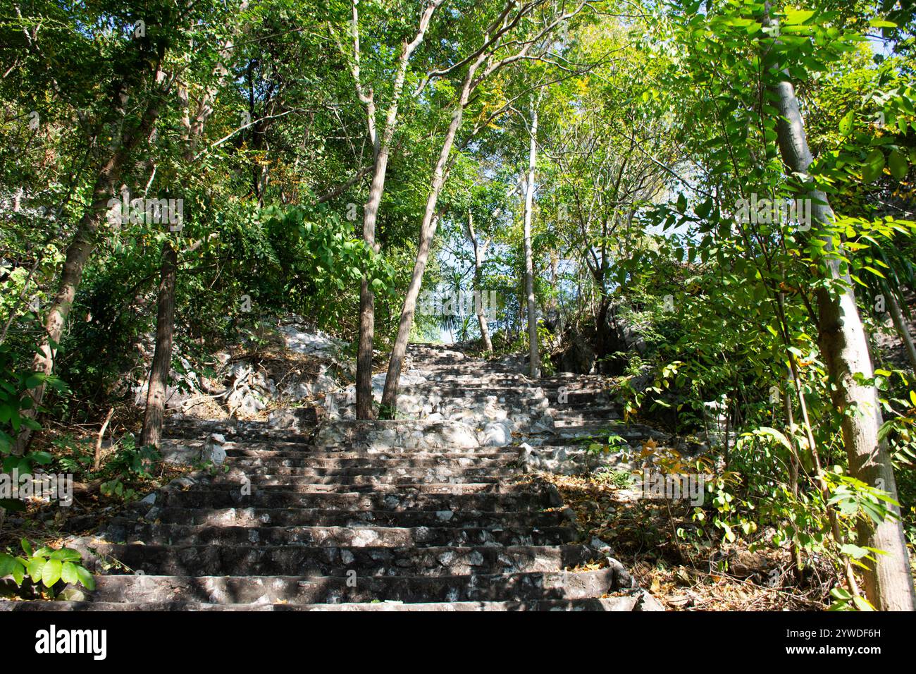 Step stairs in forest on mountain hill route walkway to top mount of ...