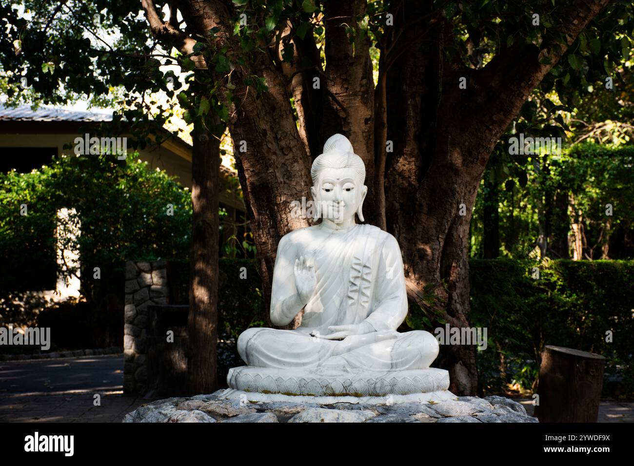 White holy buddha ancient statue under antique bodhi tree for thai ...