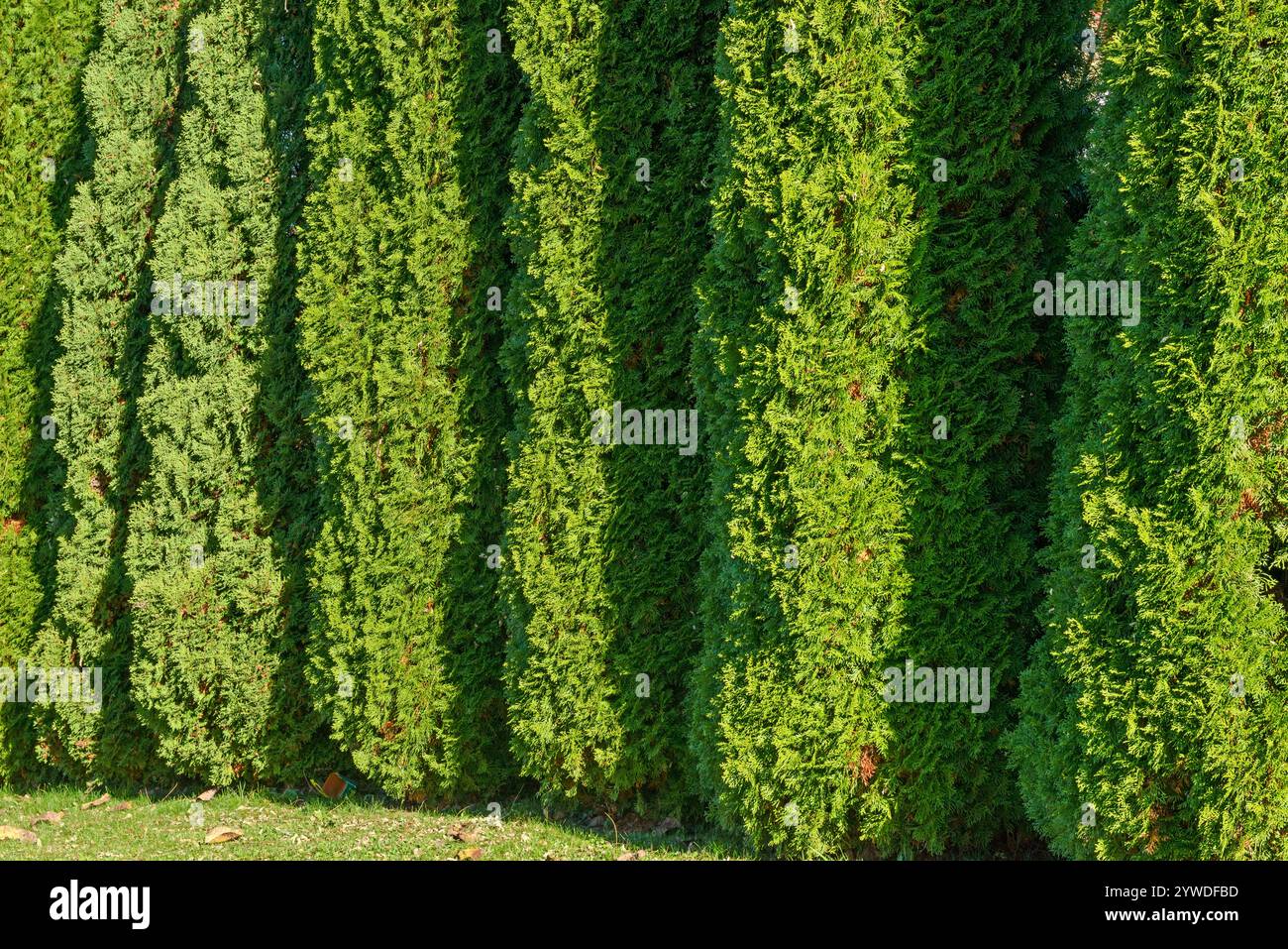 Closeup of thuja green hedge in bright sunlight as natural background ...