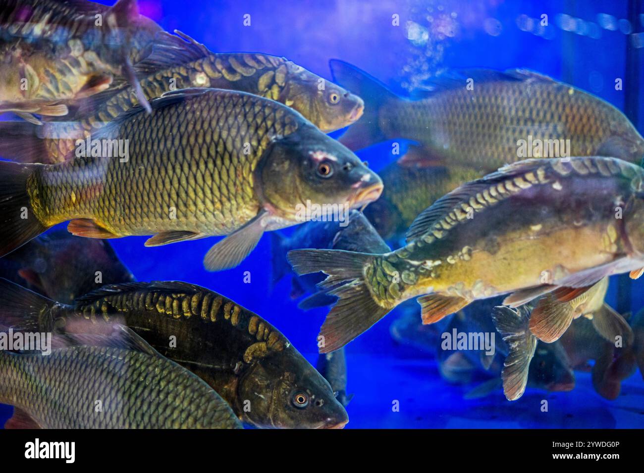 Supermarket fish section hi-res stock photography and images - Alamy