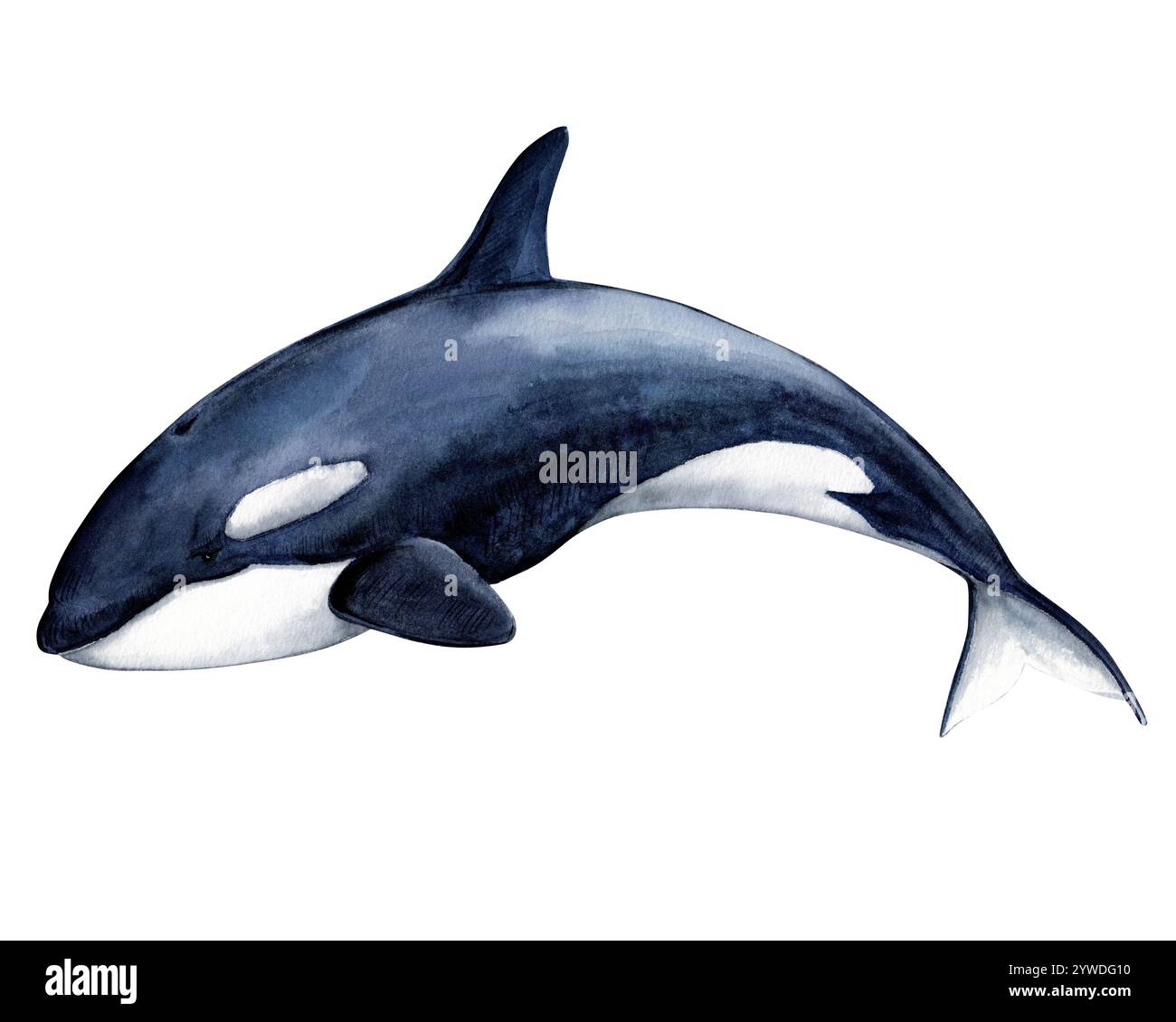 Killer whale (Orcinus orca), realistic watercolor illustration. Wild ...