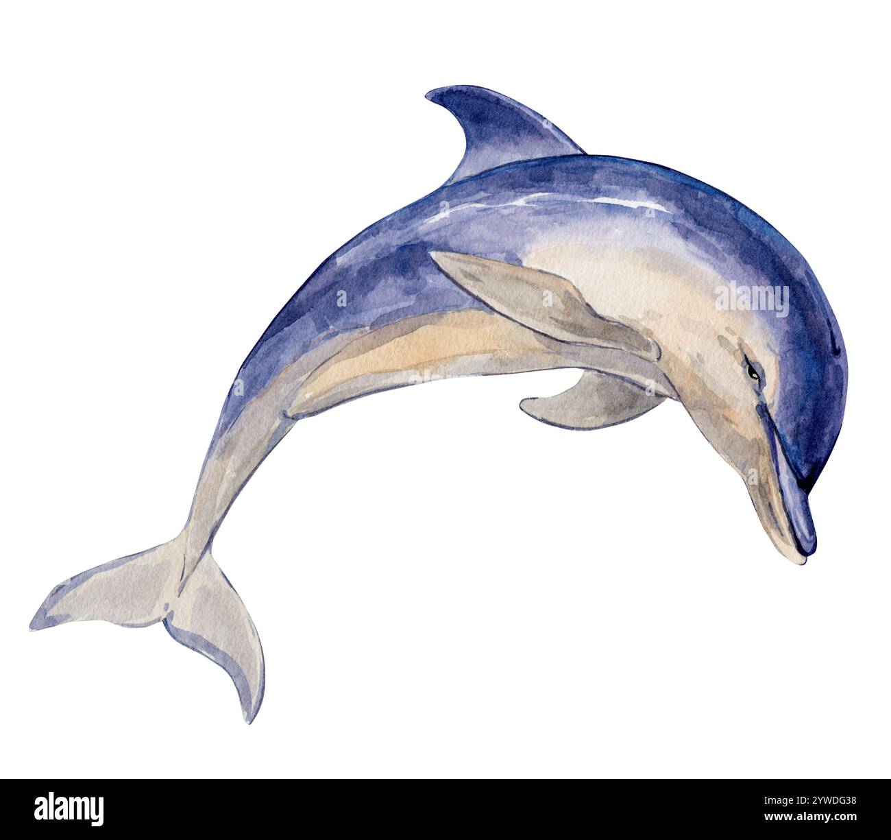 Dolphin jumps on a white background. Watercolor illustration of ...