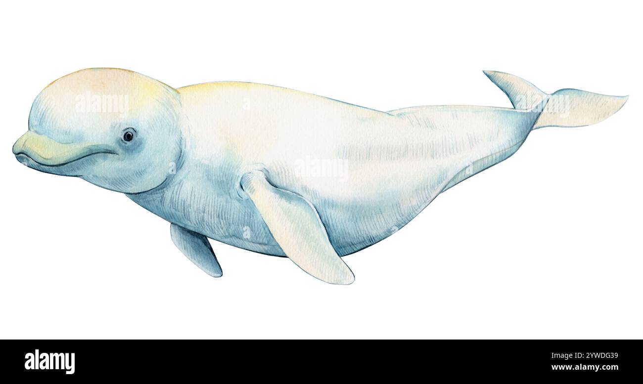 Beluga whale (Delphinapterus leucas), realistic drawing. Watercolor ...